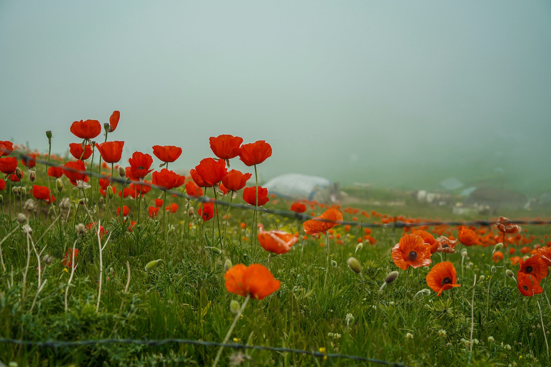 Οι Πόλεμοι του Οπίου